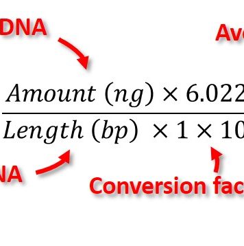 DNA copy number equation qPCR example - Top Tip Bio